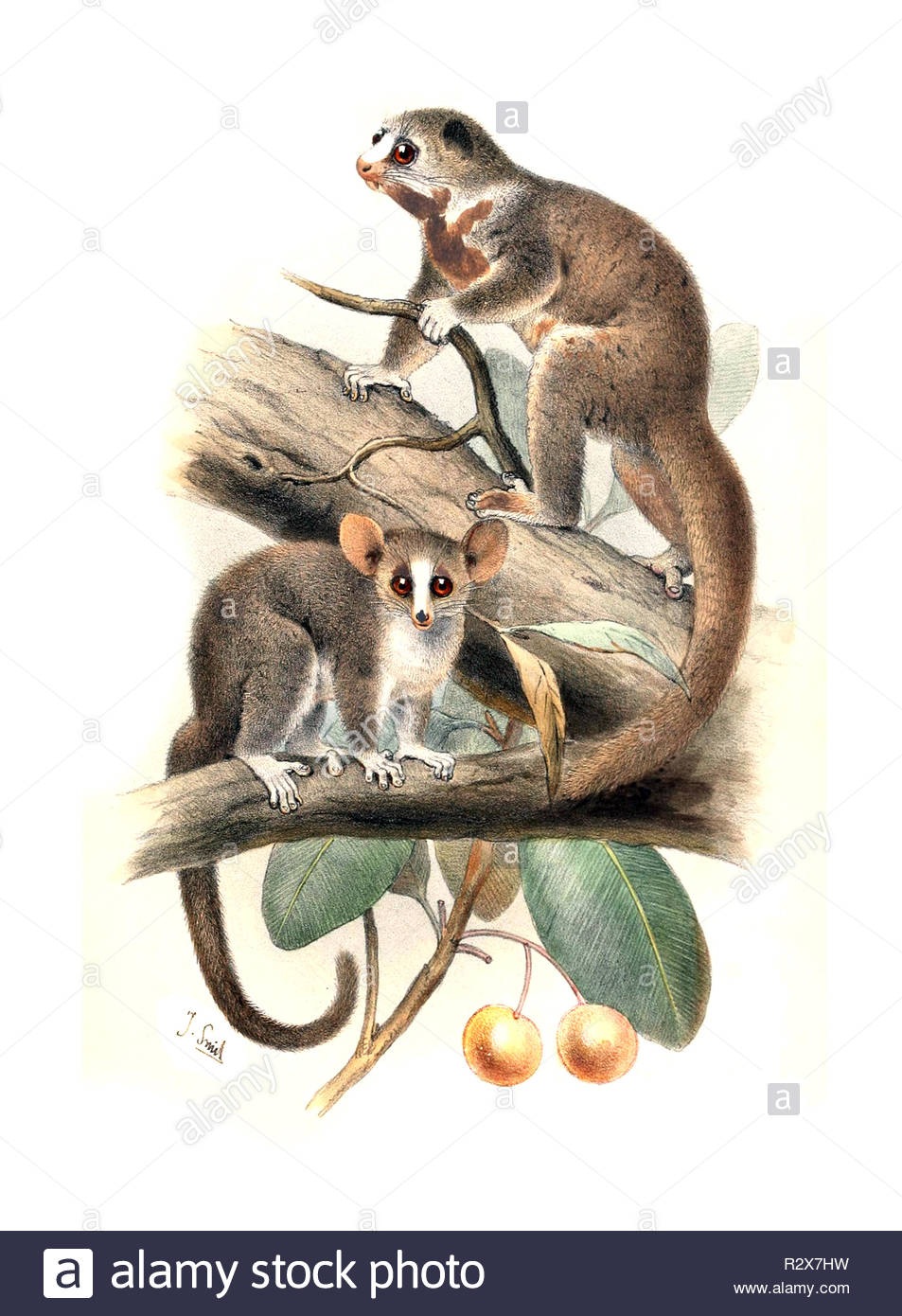 Galagos Stock Photos & Galagos Stock Images - Alamy