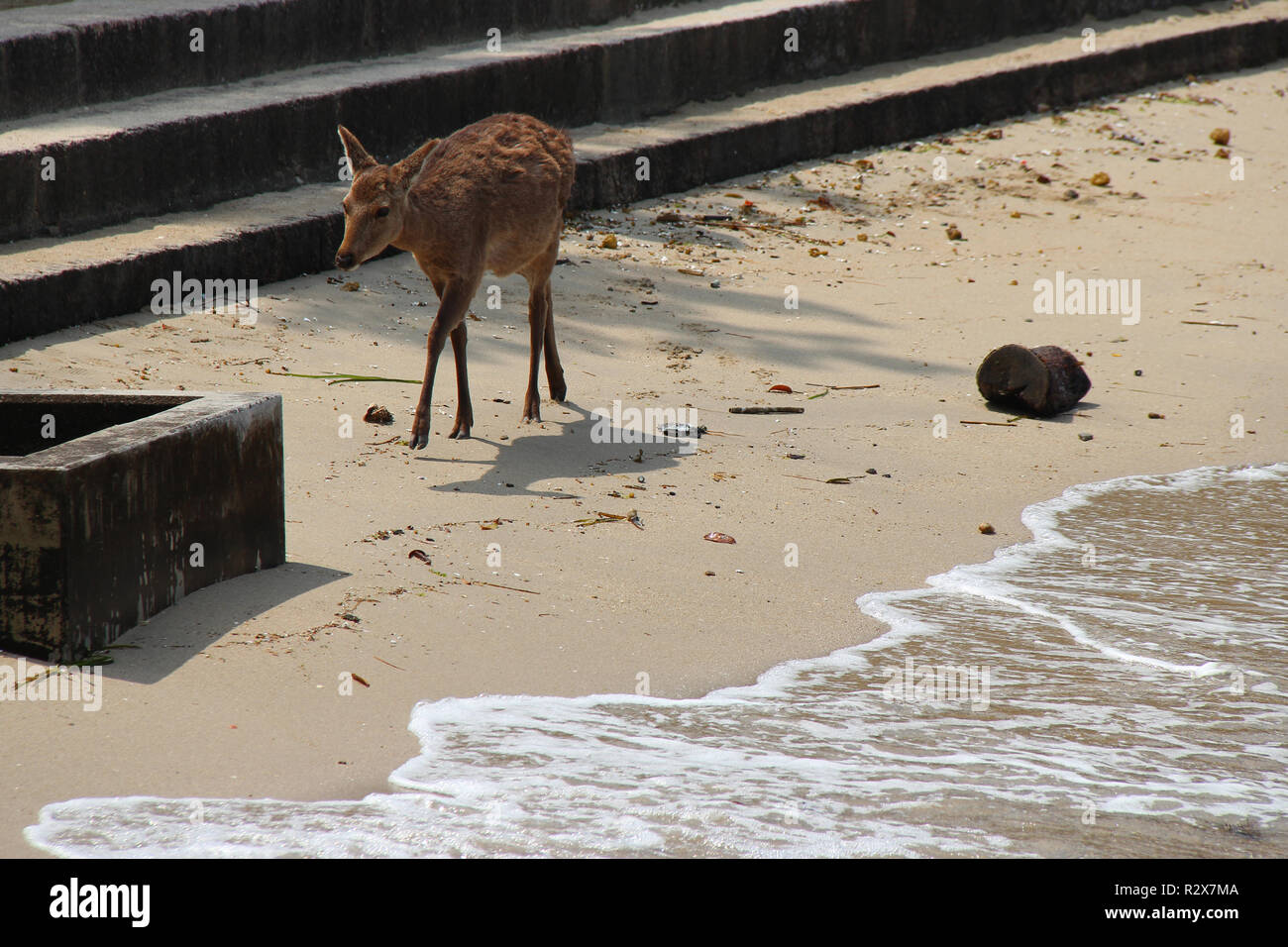 Deer in Miyajima (Japan Stock Photo - Alamy