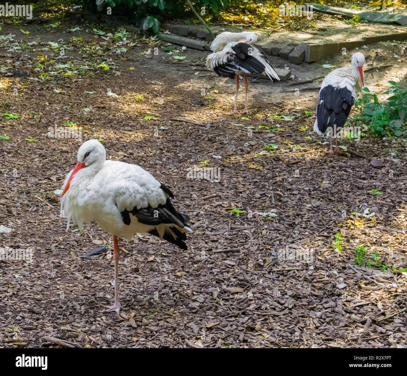 White stork bird with 2 other white storks in the background wildlife ...