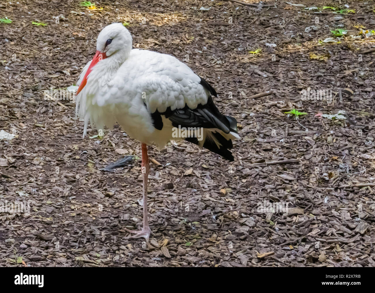 white stork bird a closeup wildlife animal portrait migrated bird from ...