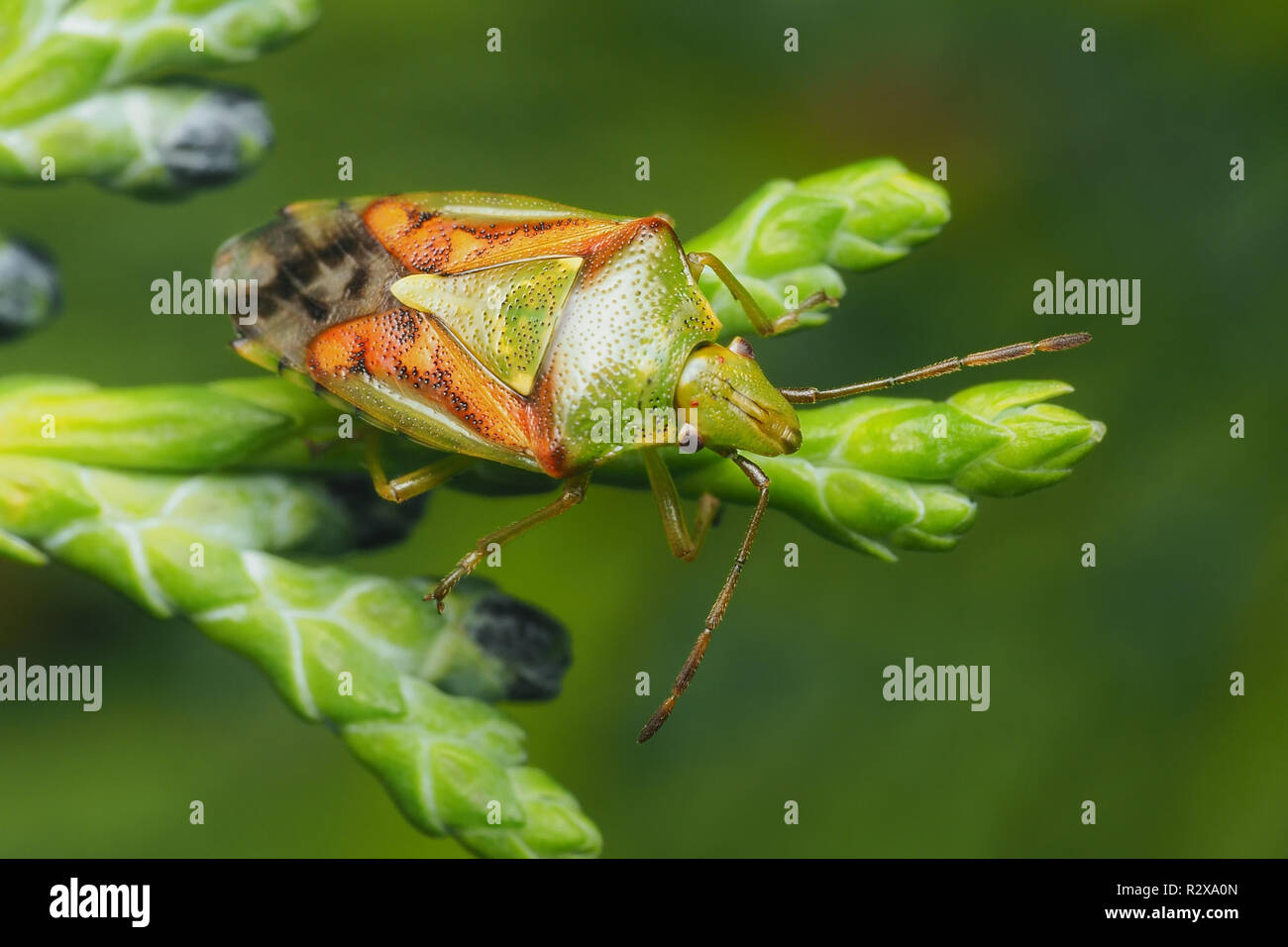 Juniper shieldbug resting on lawsons cypress tree hi-res stock ...