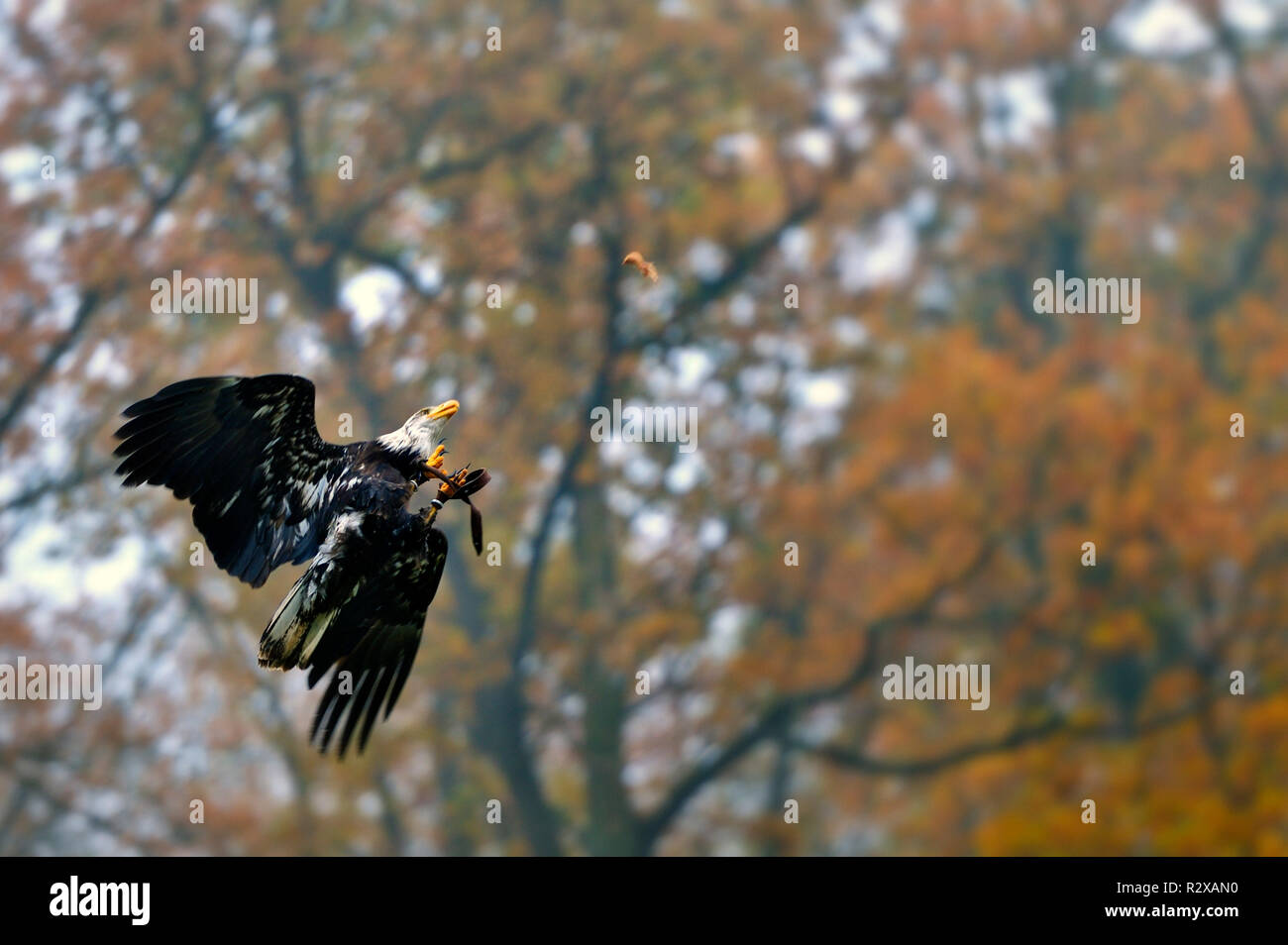 Springe wald hi-res stock photography and images - Alamy