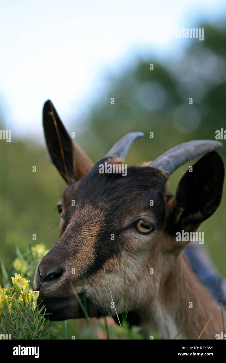 Cute billy mountain goat hi-res stock photography and images - Alamy