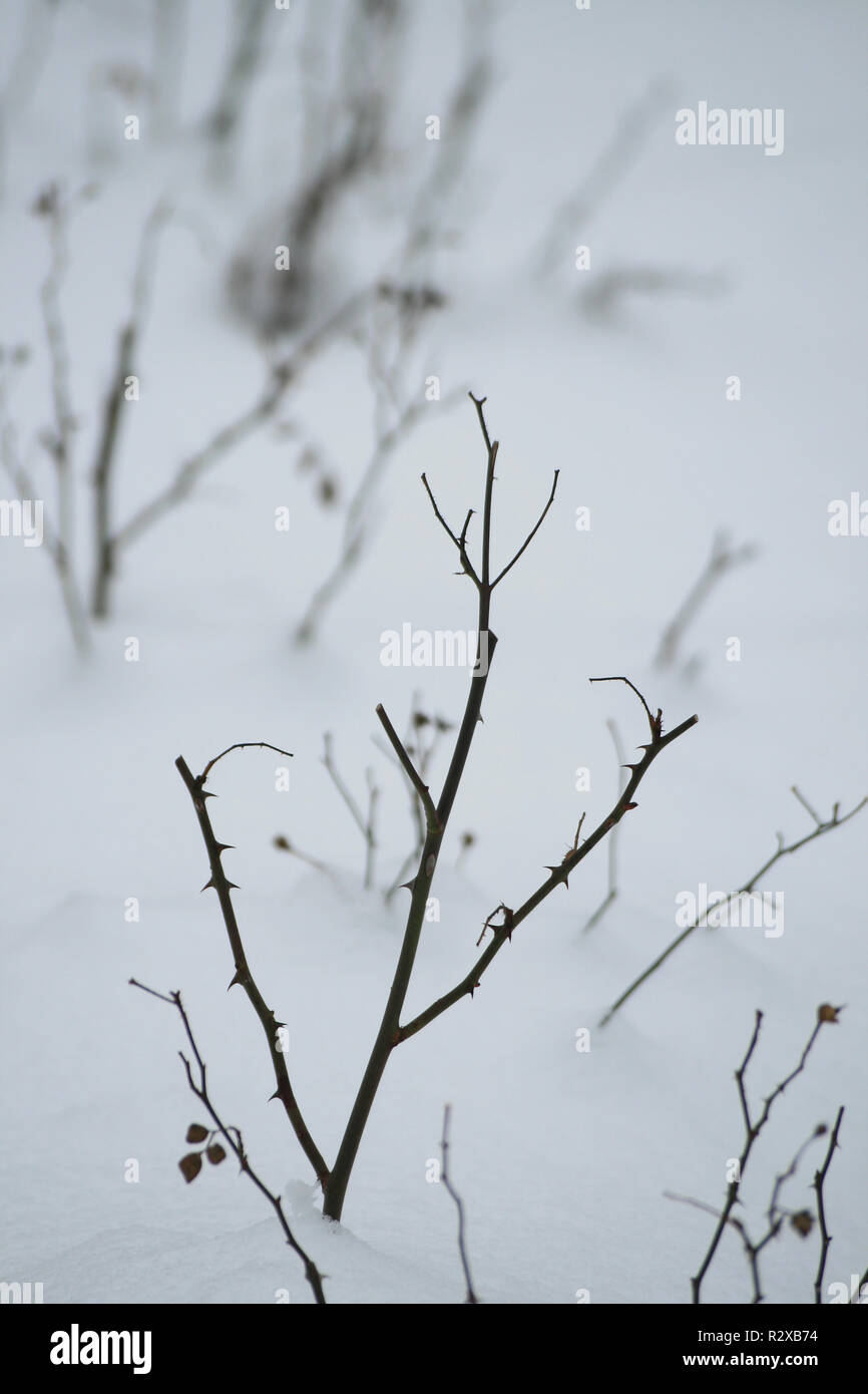 Cut rose hi-res stock photography and images - Alamy