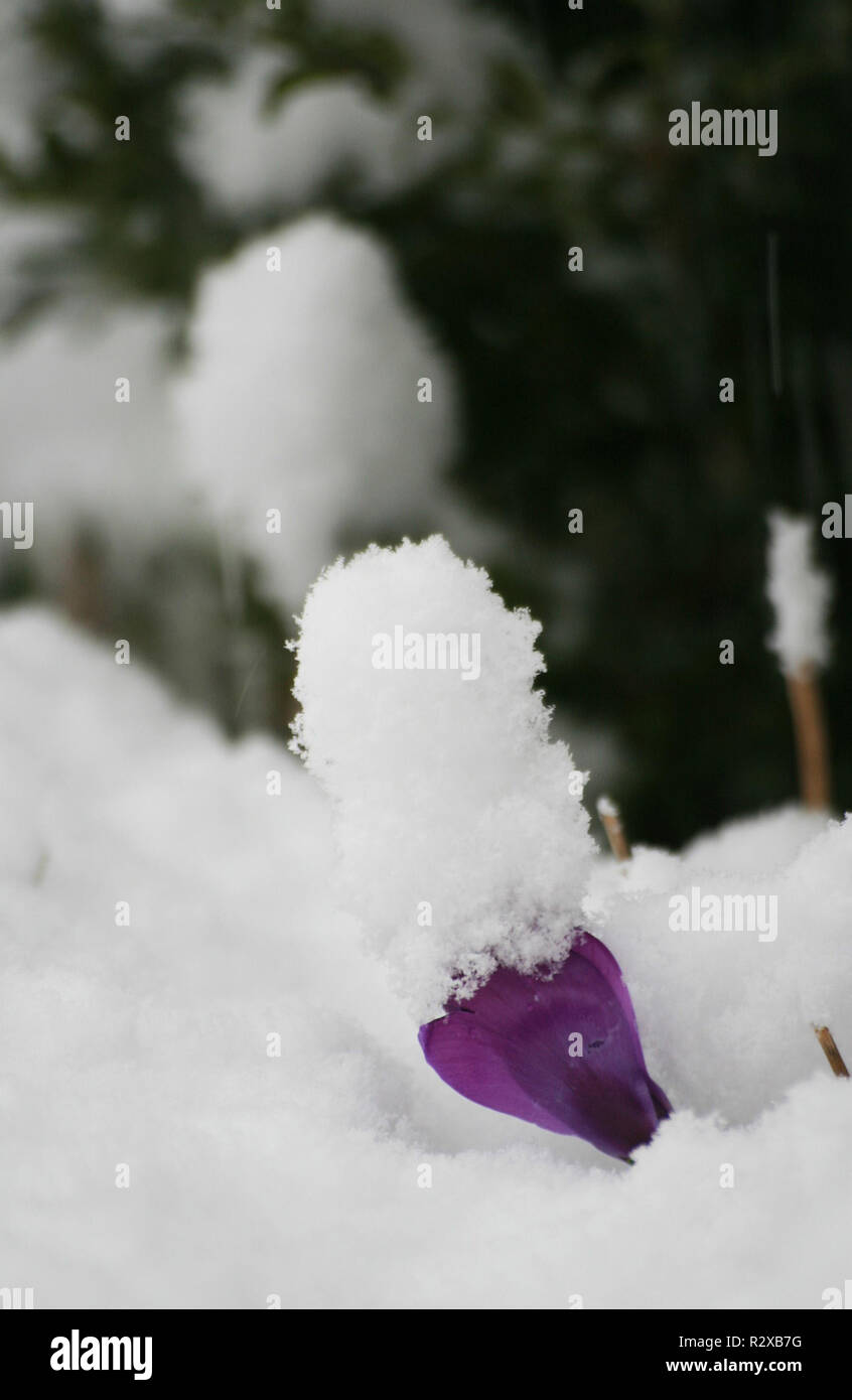 Zabernuss hi-res stock photography and images - Alamy