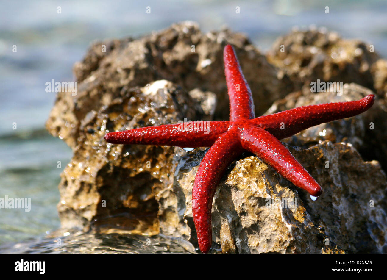 Patrick the starfish hi-res stock photography and images - Alamy