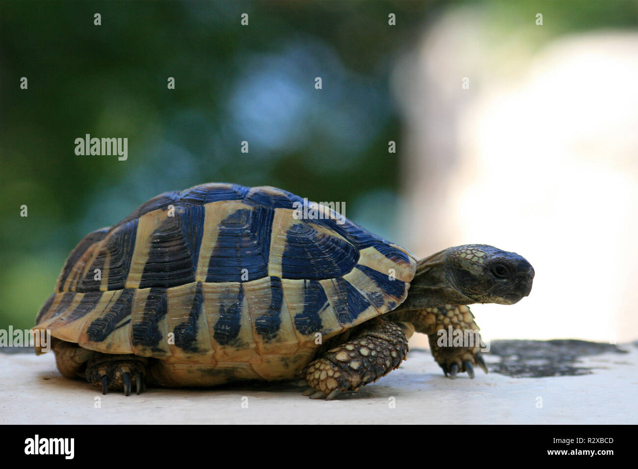 Turtle with yellow spots hi-res stock photography and images - Alamy