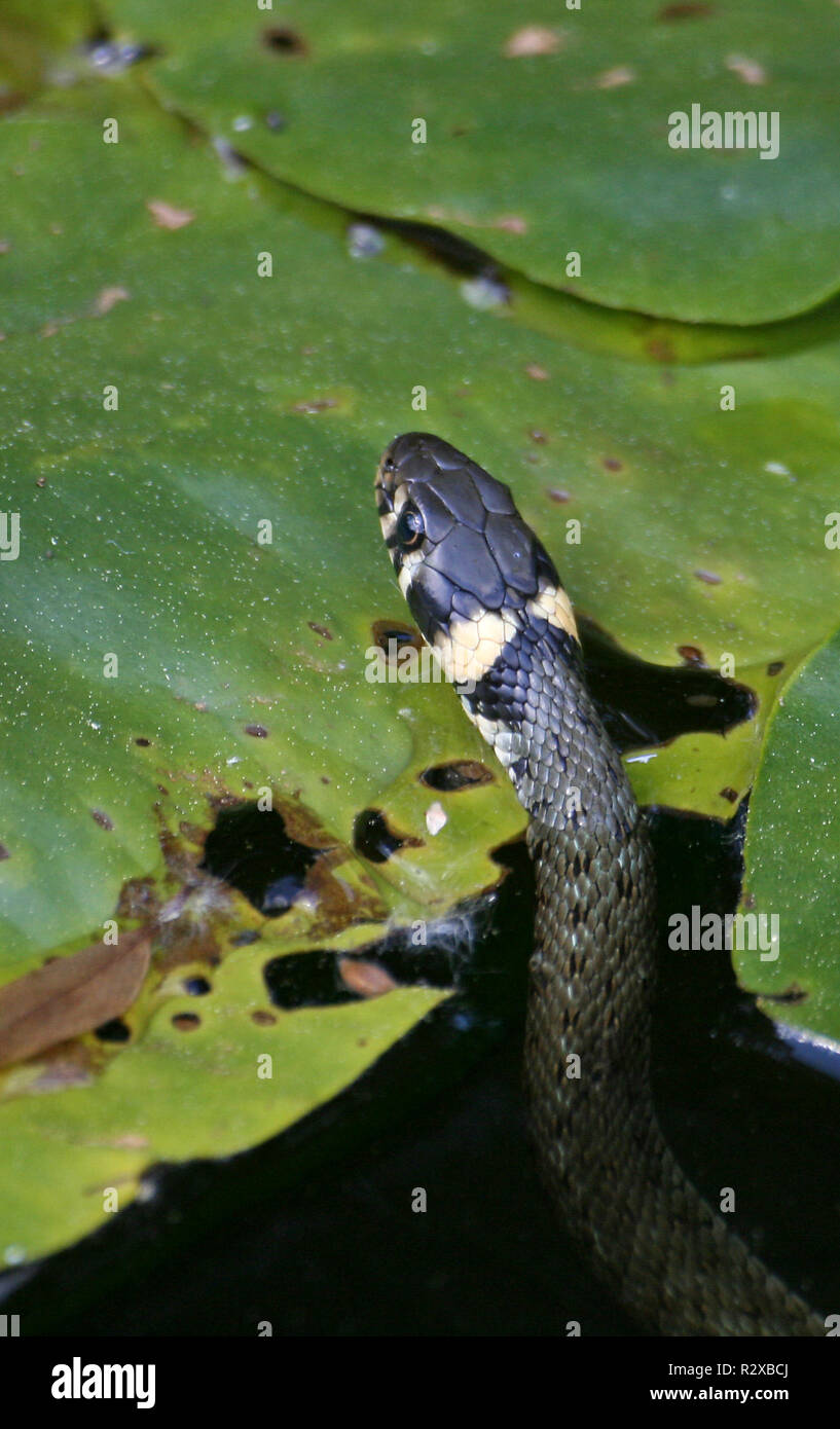Grass snake art hi-res stock photography and images - Alamy