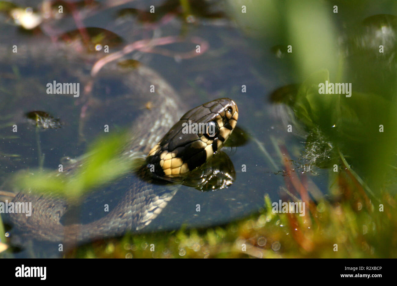 Grass snake art hi-res stock photography and images - Alamy