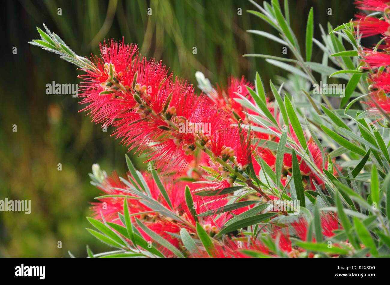 ruby bottlebrush (callistemon citrinus Stock Photo - Alamy