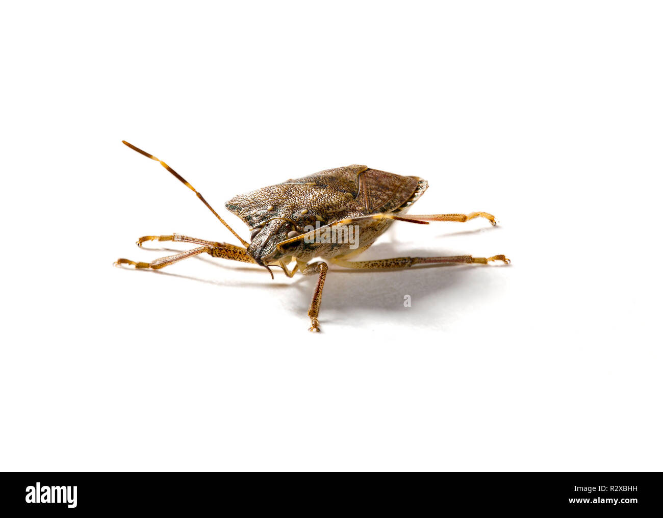 Stink bug side view Cut Out Stock Images & Pictures - Alamy