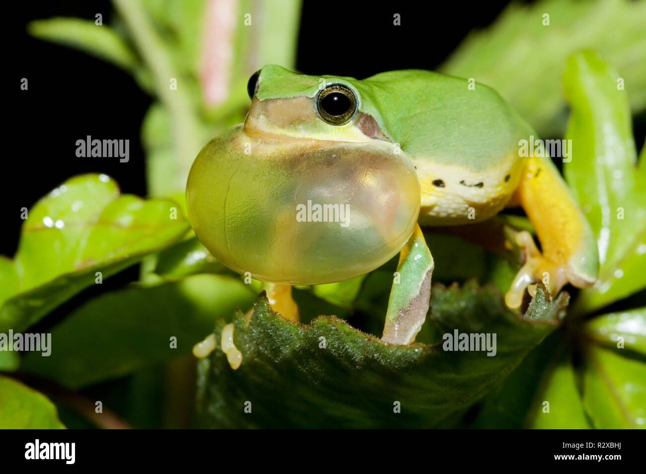 Bubble frog croaking hi-res stock photography and images - Alamy