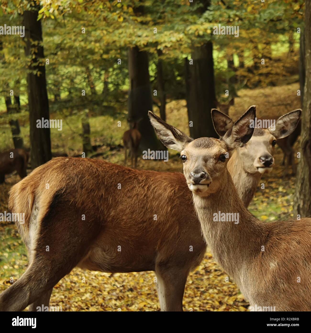 Two faces forest hi-res stock photography and images - Alamy