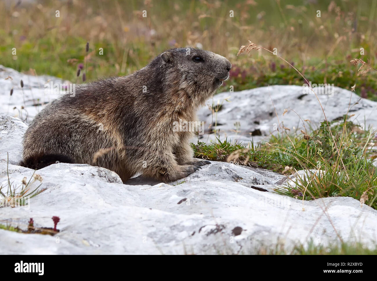 Erdha hi-res stock photography and images - Alamy