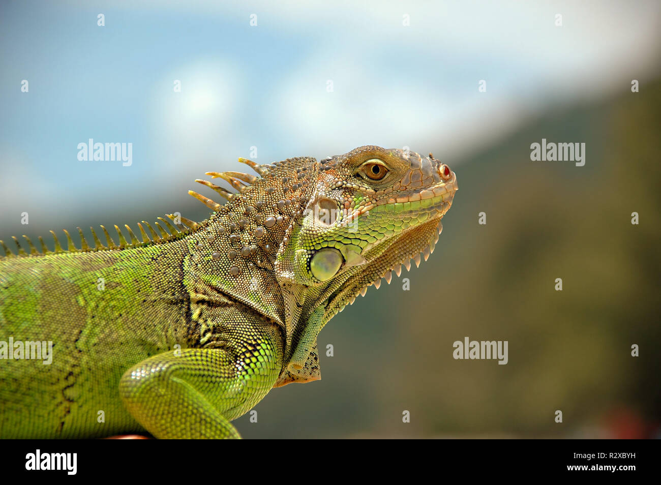 Locking flap hi-res stock photography and images - Alamy