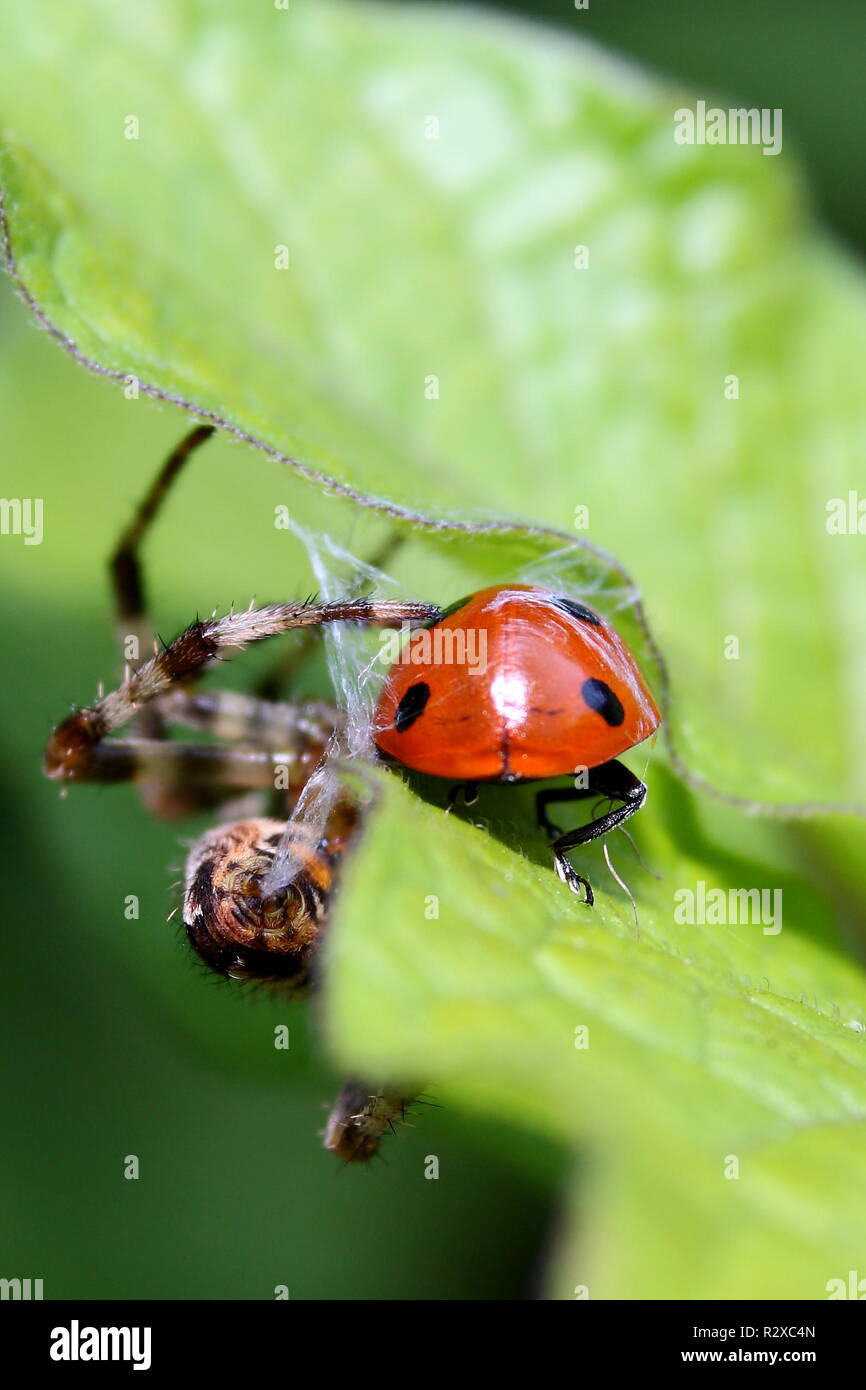 Ladybug spider hi-res stock photography and images - Alamy