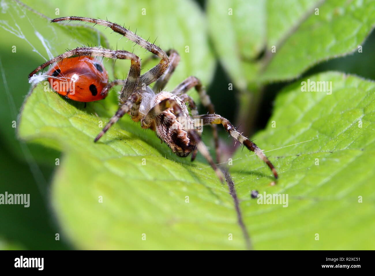 Ladybug spider hi-res stock photography and images - Alamy