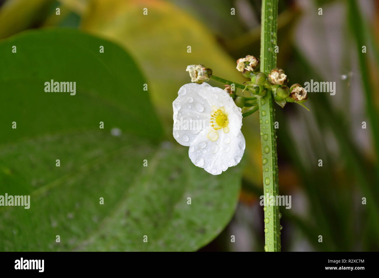 arrow head Amazon water flower in garden Stock Photo - Alamy