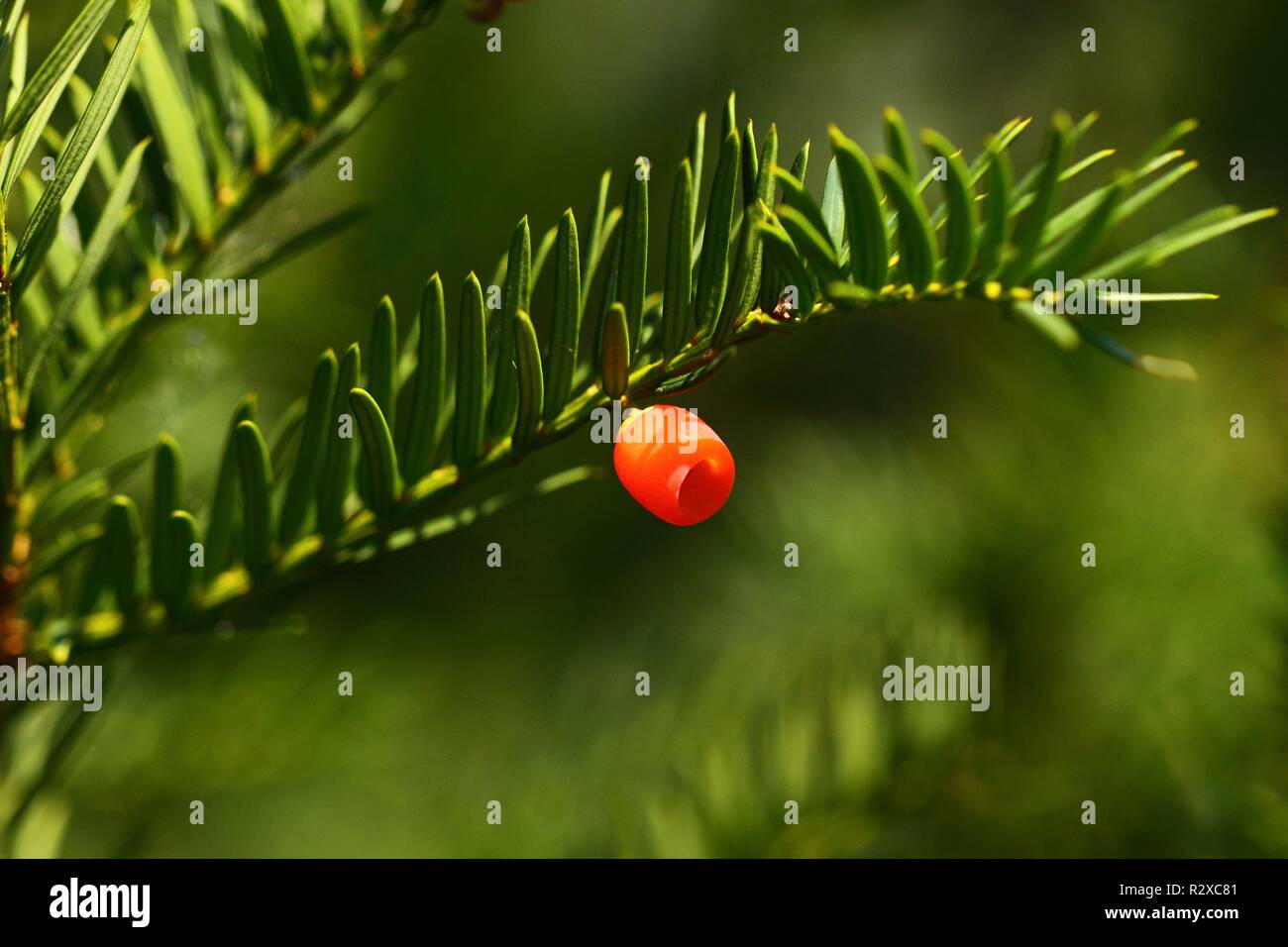 Taxus fruits hi-res stock photography and images - Alamy