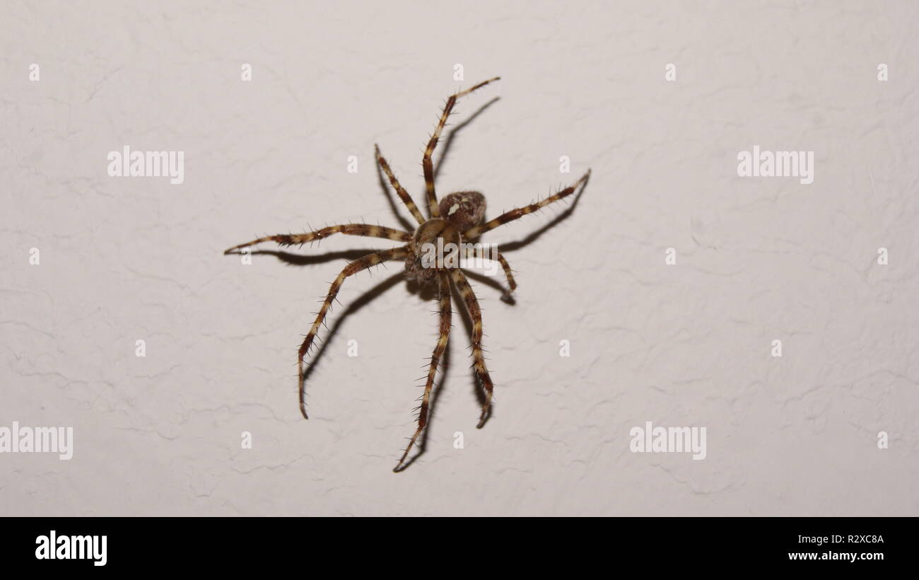spider on the wall Stock Photo - Alamy