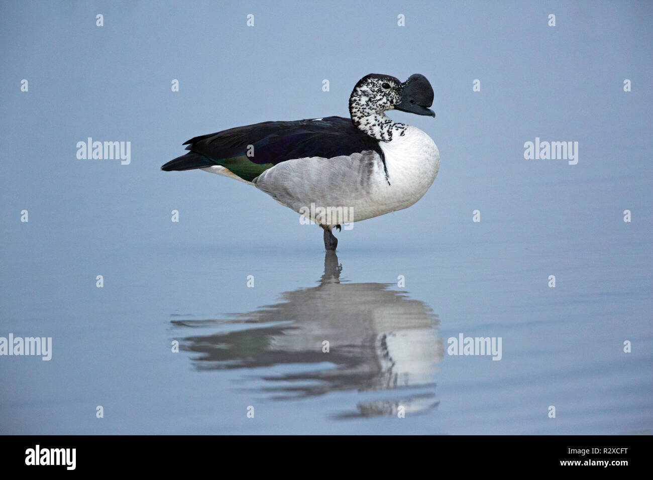 Comb Duck or Knob-bill (Sarkidiornis m. melanotas). Drake or male ...