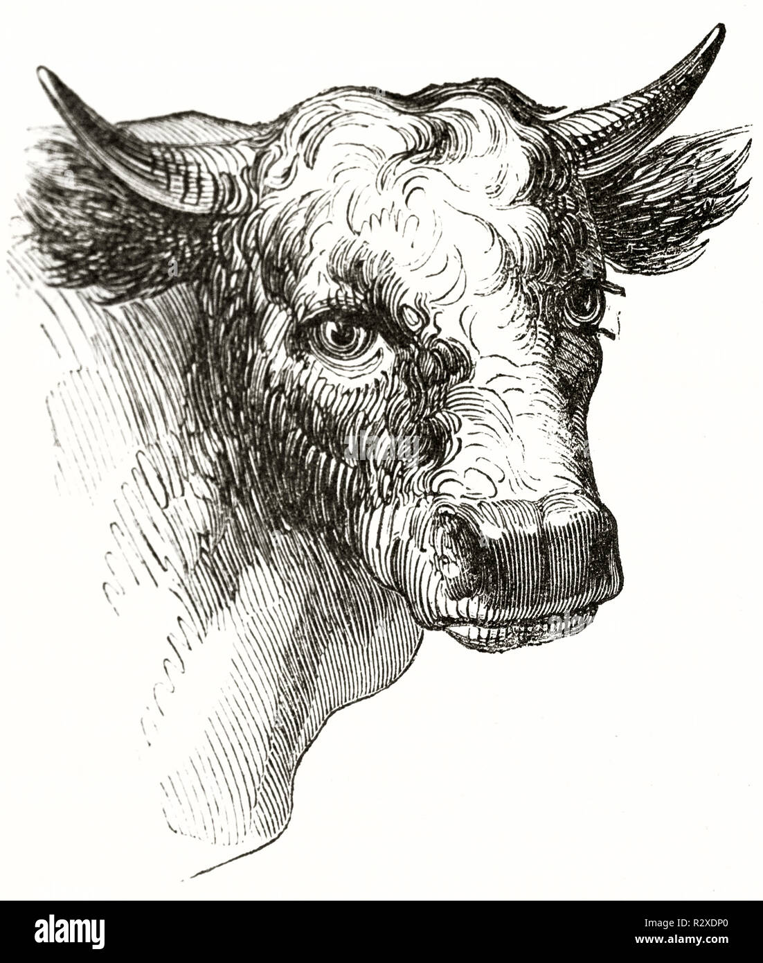 Cow head vintage High Resolution Stock Photography and Images - Alamy