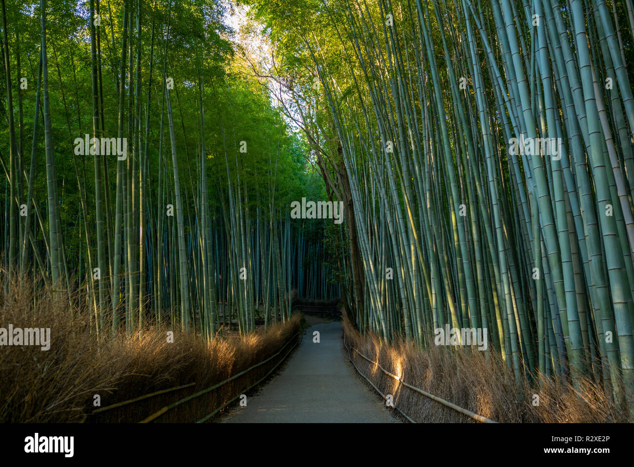 Bamboo forest at sagano arashiyama kyoto hi-res stock photography and ...