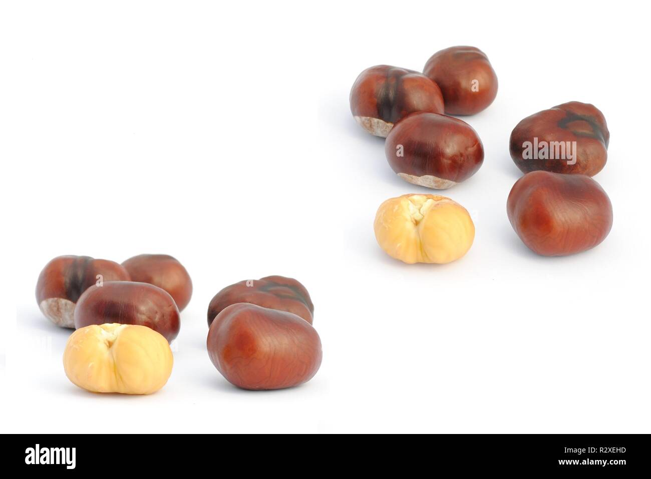 Open conker Cut Out Stock Images & Pictures - Alamy