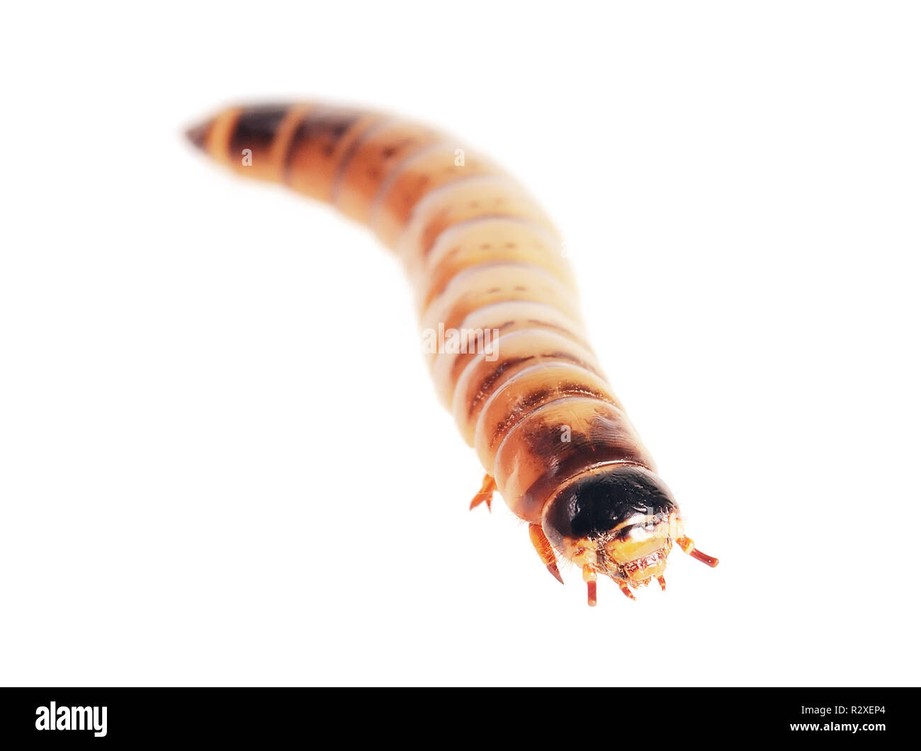 Superworm hi-res stock photography and images - Alamy