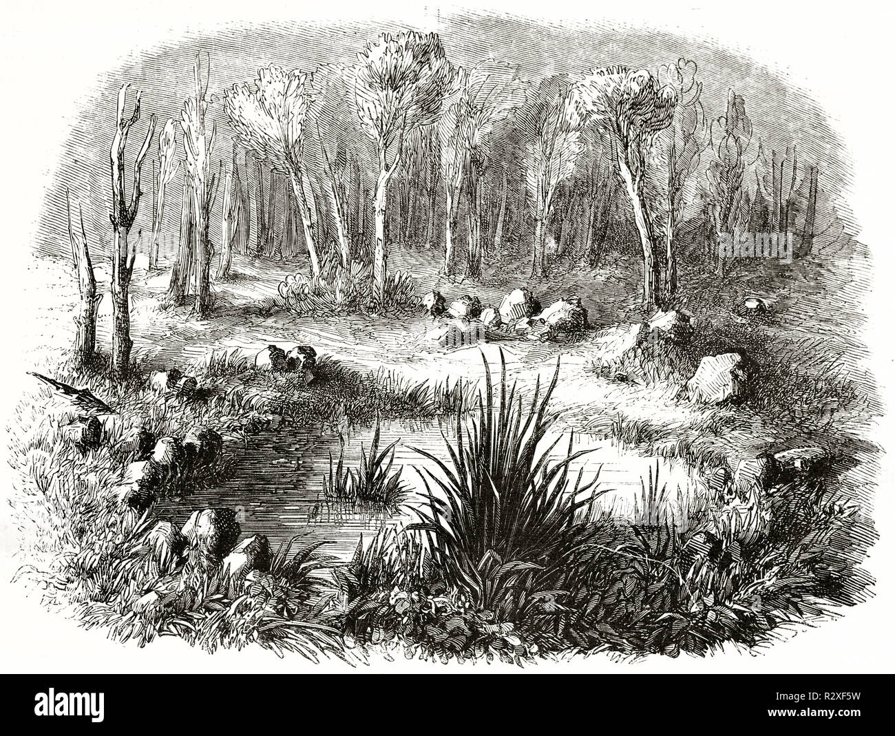 Medieval drawing forest hi-res stock photography and images - Alamy