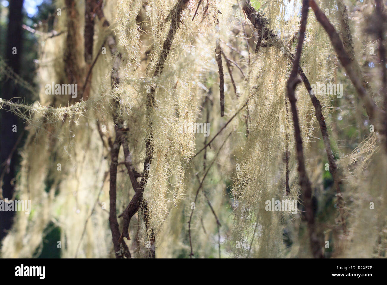Old dead conifer tree with branches covered by moss growing in a forest ...