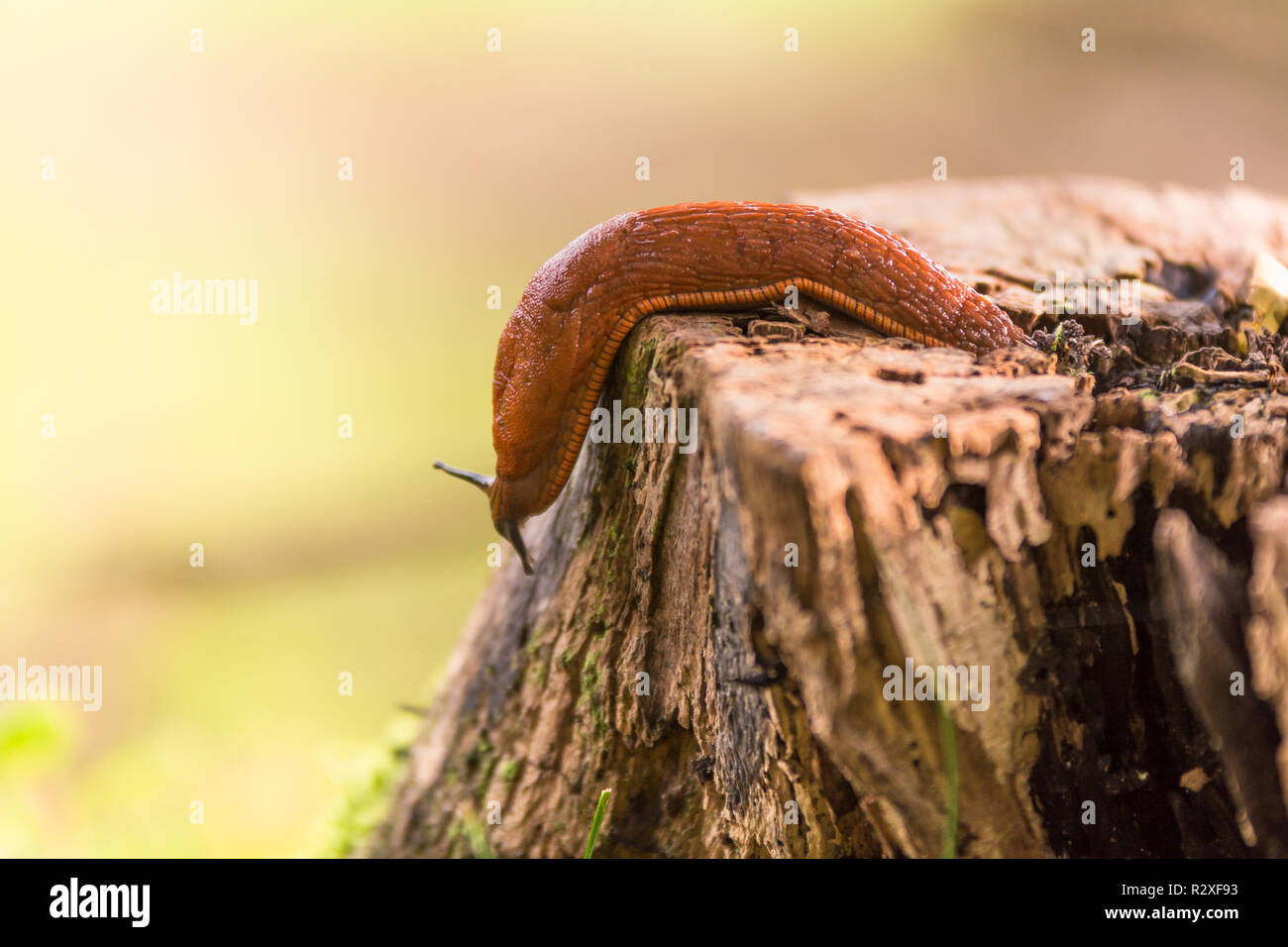 Tree slug hi-res stock photography and images - Alamy