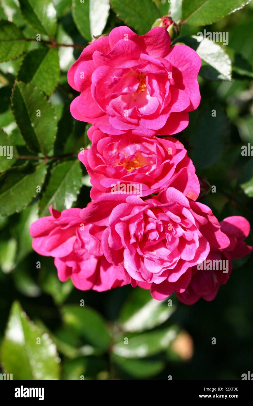 Dwarf rose hi-res stock photography and images - Alamy