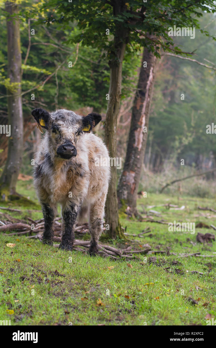 A Galloway ox is standing in a forest Stock Photo - Alamy