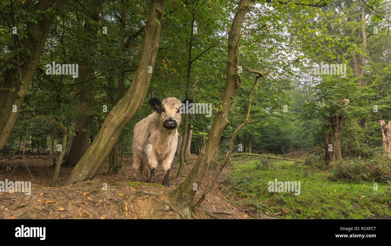Happy galloway hi-res stock photography and images - Alamy