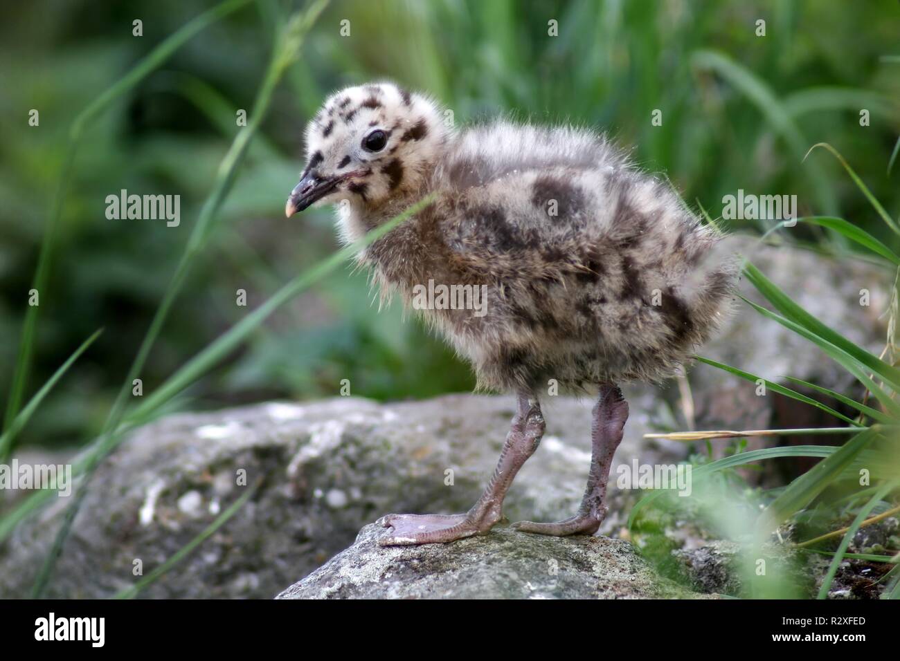 Fiepen hi-res stock photography and images - Alamy