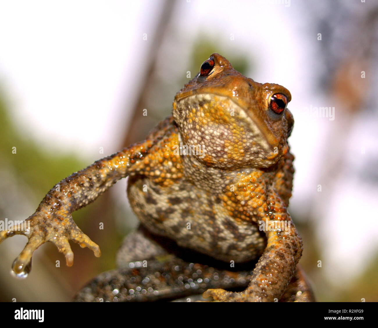 Brownish toad hi-res stock photography and images - Alamy