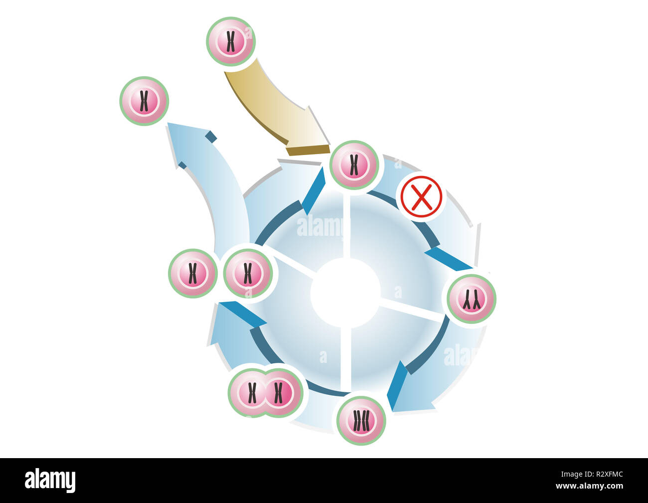Cell cycle stages hi-res stock photography and images - Alamy