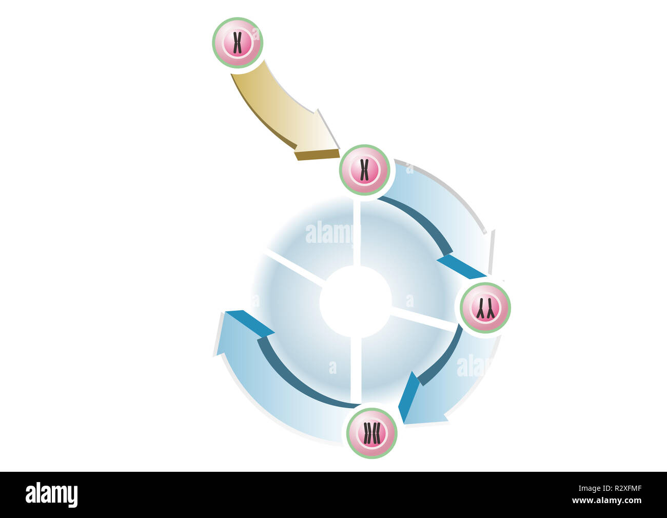 Of cell division Cut Out Stock Images & Pictures - Alamy