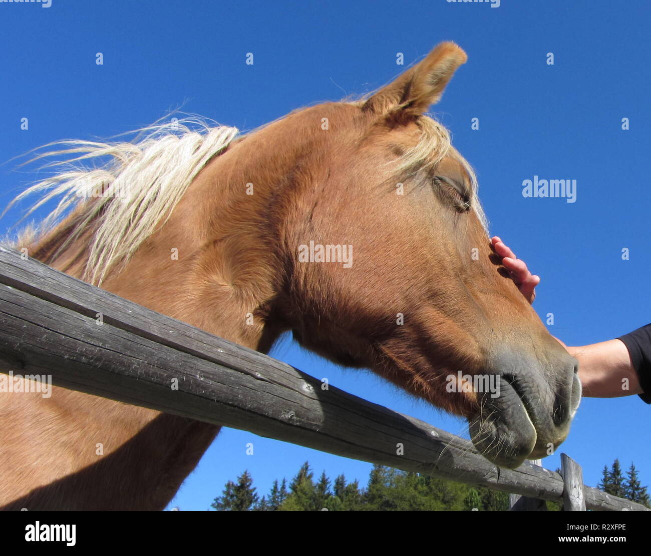 Horse confiding hi-res stock photography and images - Alamy