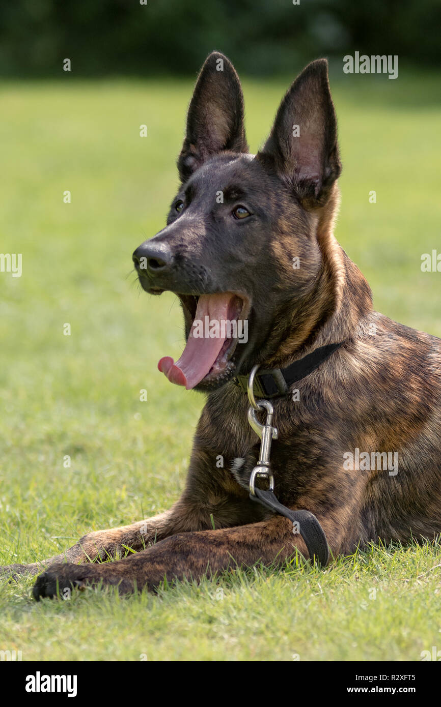Brown belgian sheepdog hi-res stock photography and images - Alamy