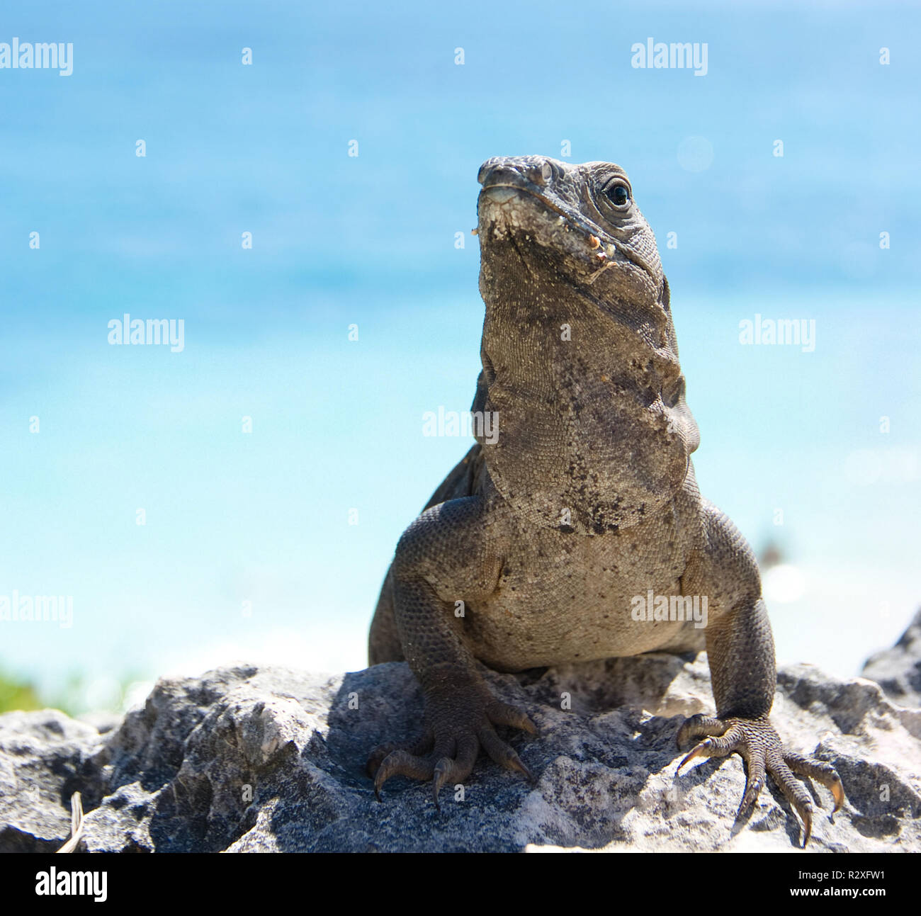 Lizard nails hi-res stock photography and images - Alamy