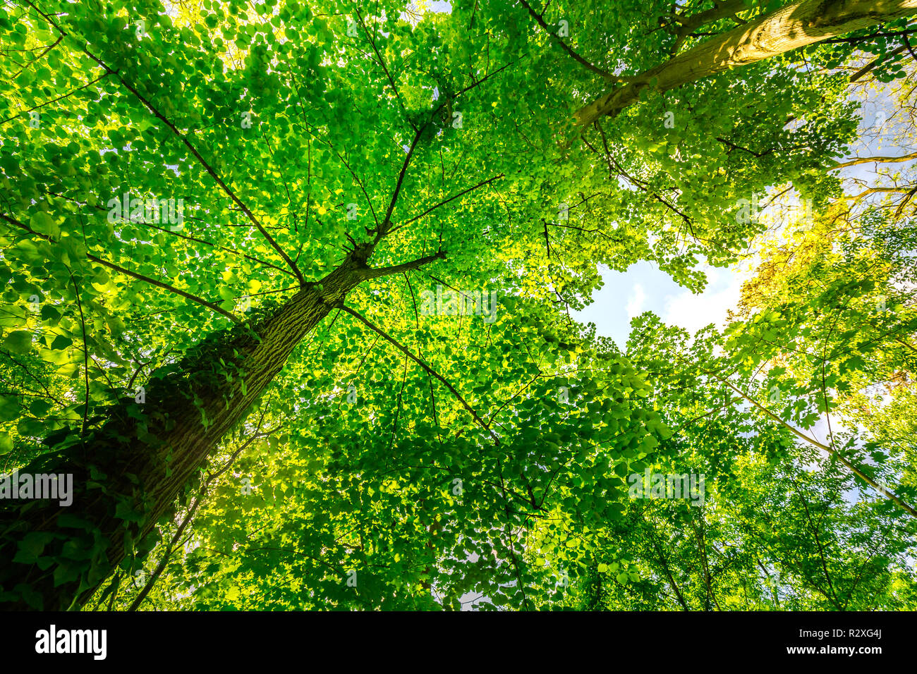 Into the forest. Nature green freshness composition. Looking up point ...