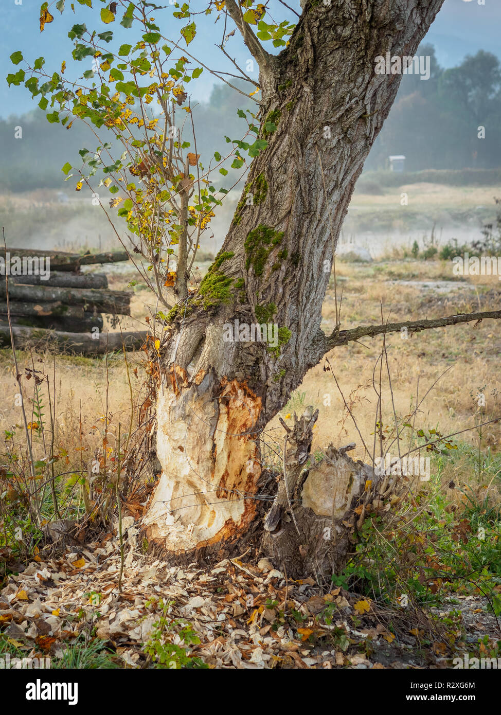 Beaver bite marks hi-res stock photography and images - Alamy