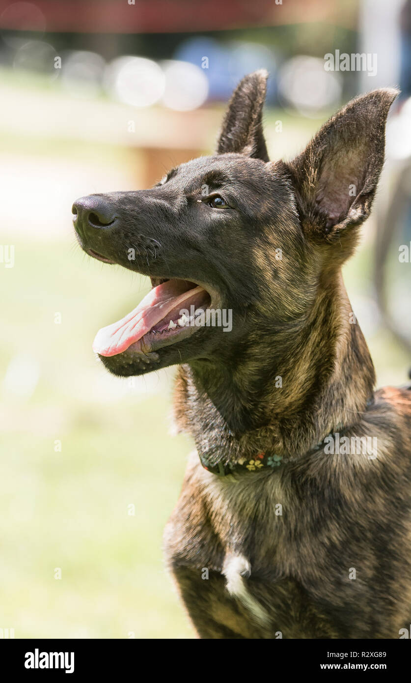 Brown belgian sheepdog hi-res stock photography and images - Alamy