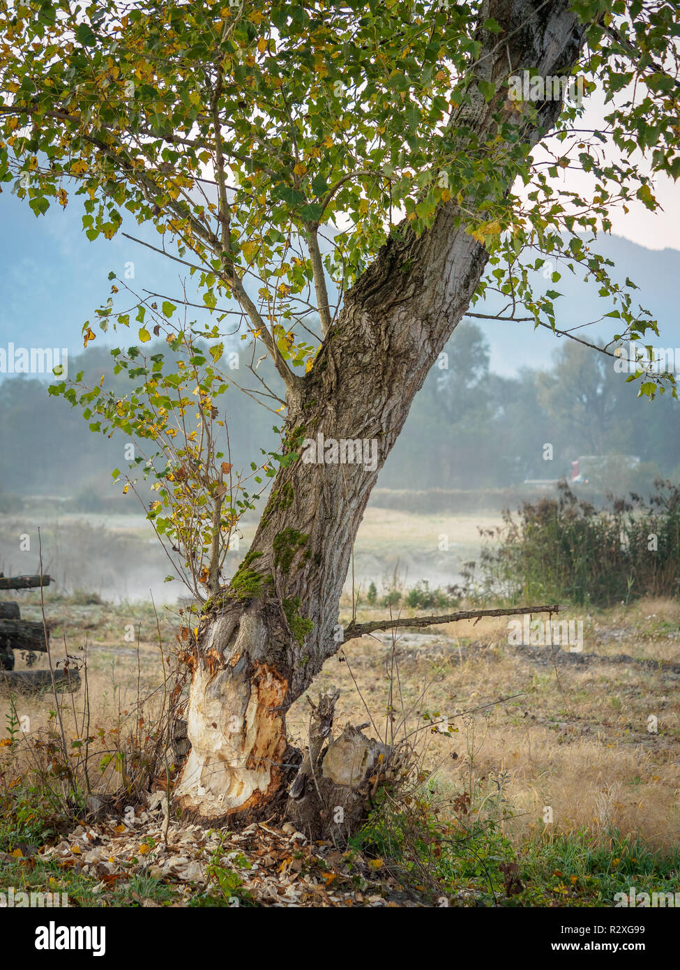 Tree with bite marks of a beaver in Bavaria, Germany Stock Photo - Alamy