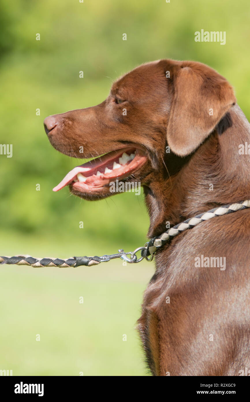Black labrador retriever with brown eyes hi-res stock photography and ...