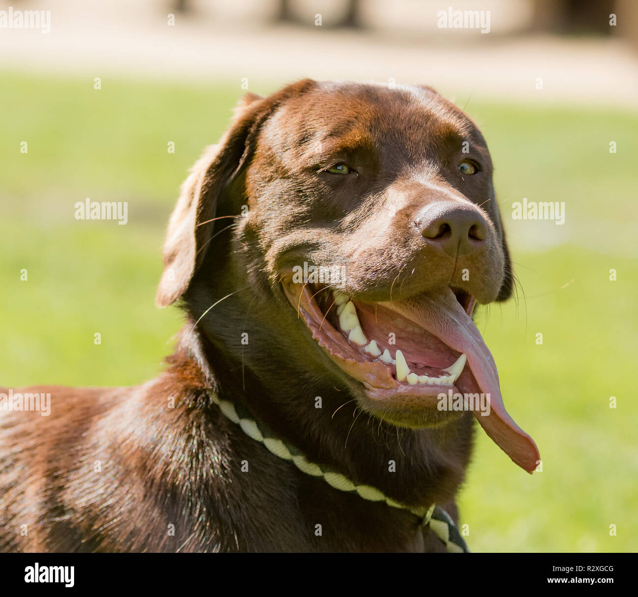 Black labrador retriever with brown eyes hi-res stock photography and ...