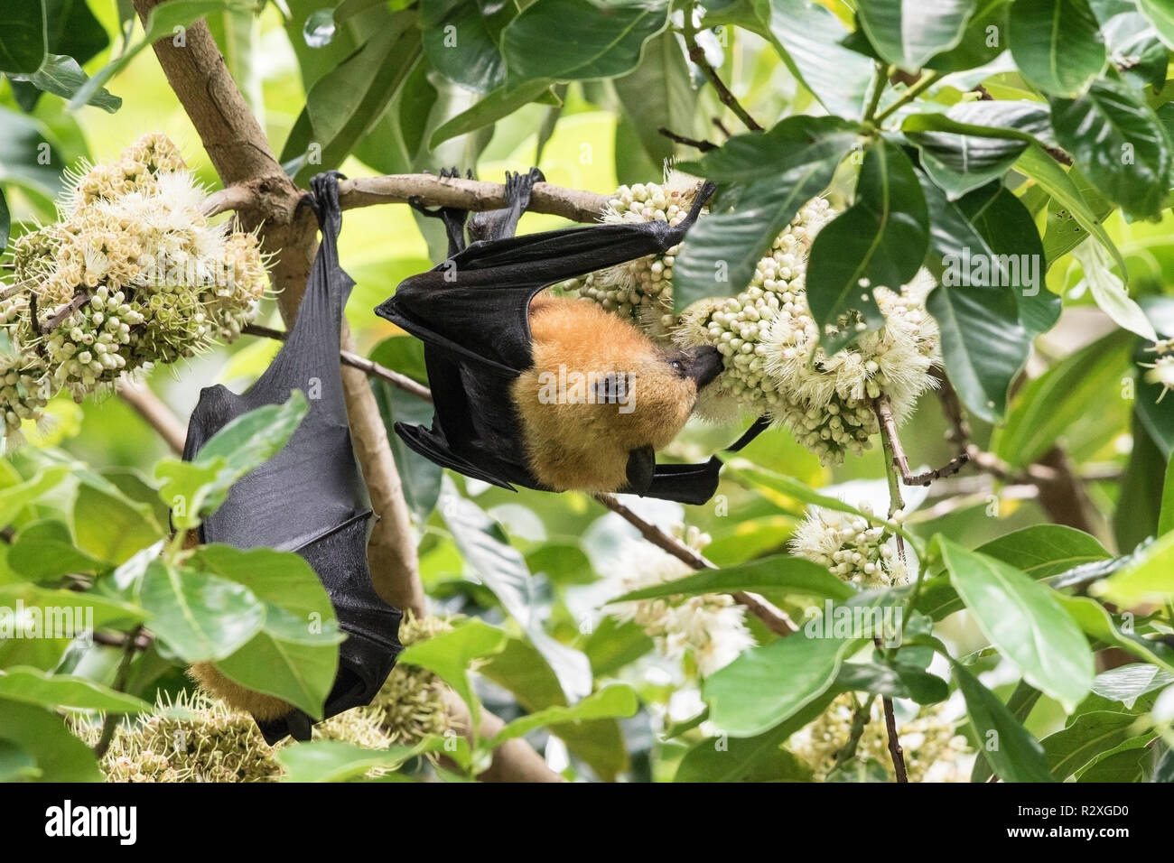 Seychelles flying fox Pteropus seychellensis adult feeding on flower ...