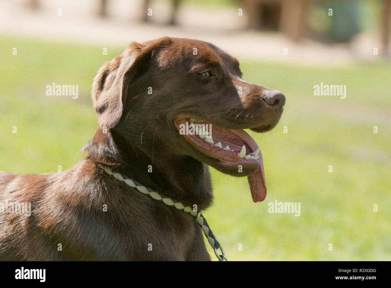 Young brown labrador in green hi-res stock photography and images - Alamy